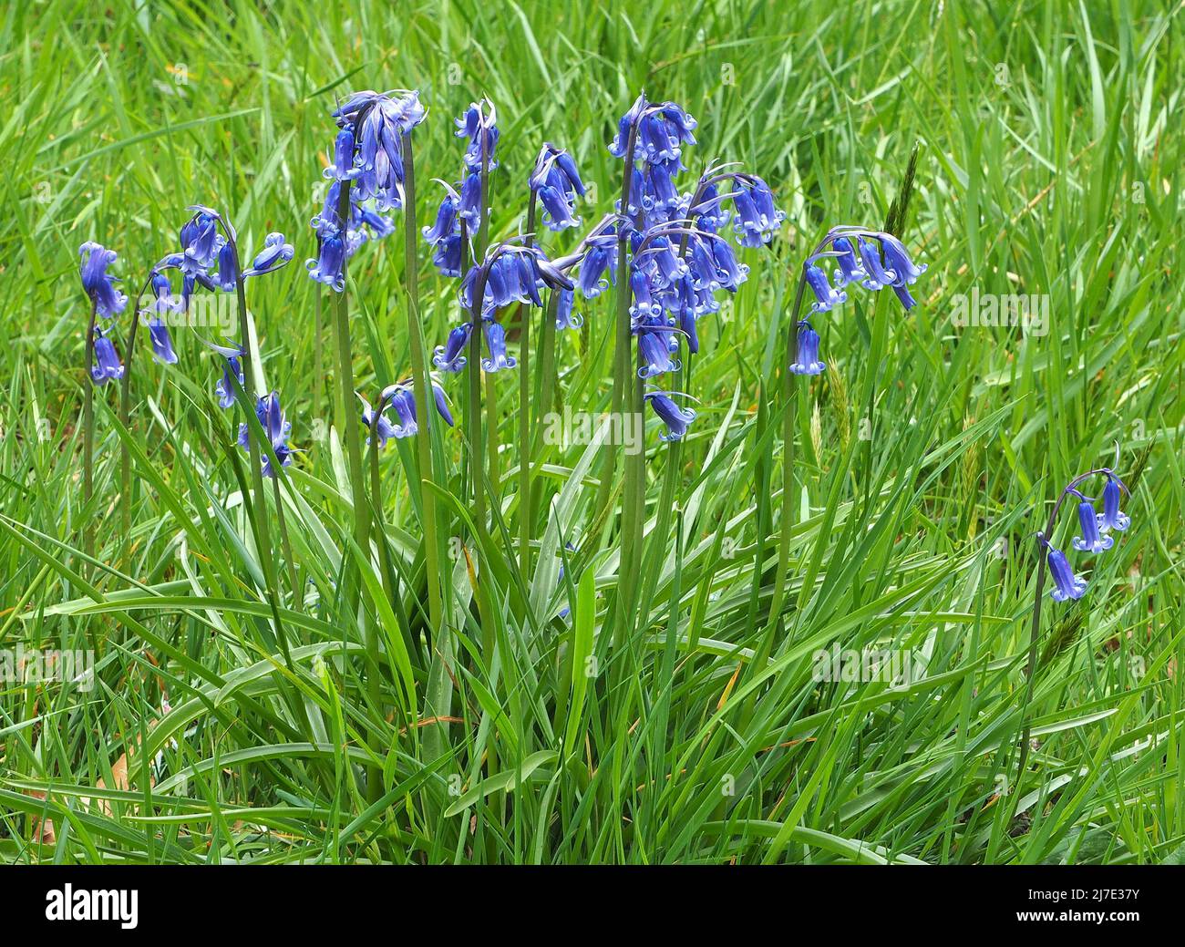 Bluebells growing in a mixed woodland at Rivington In Lancashire in ...
