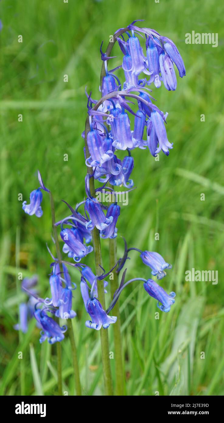 Bluebells growing in a mixed woodland at Rivington In Lancashire in ...