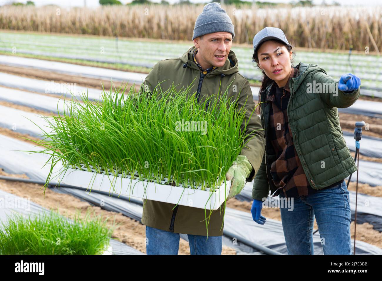 Two farmers gardening on farm, planting garlic plants Stock Photo - Alamy
