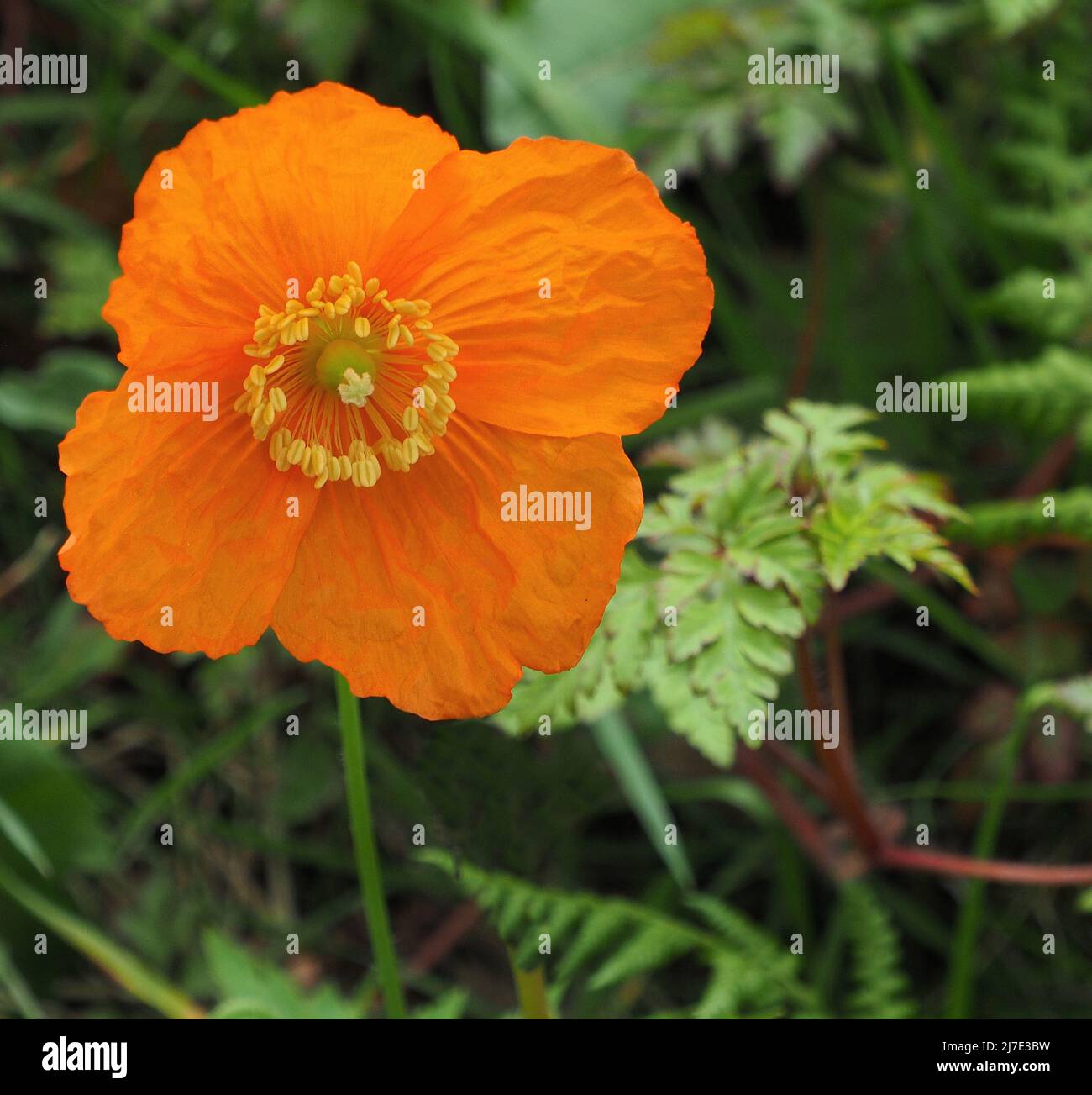 Welsh poppies (meconopsis cambrica) growing wild in a hedgerow in May ...