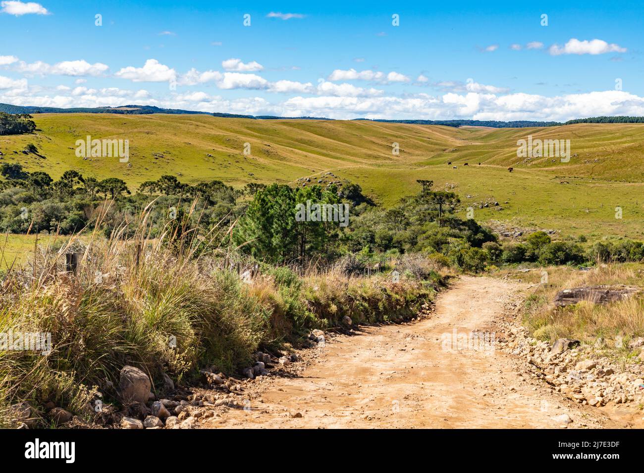 Dirty road in farm field and forest, Cambara do Sul, Rio Grande do Sul ...