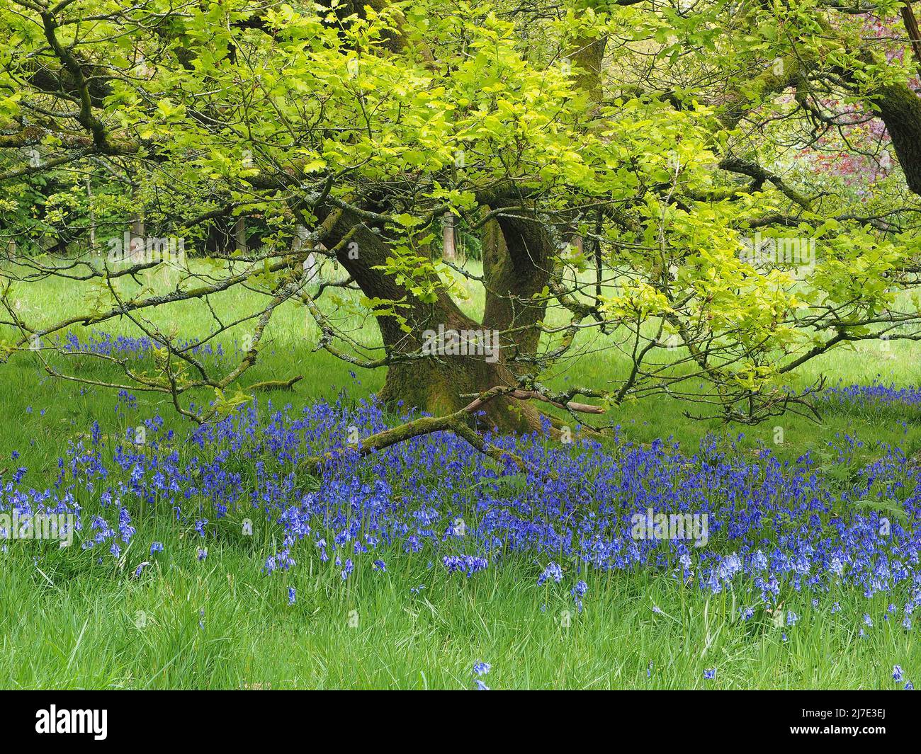 English oak woodland hi-res stock photography and images - Alamy