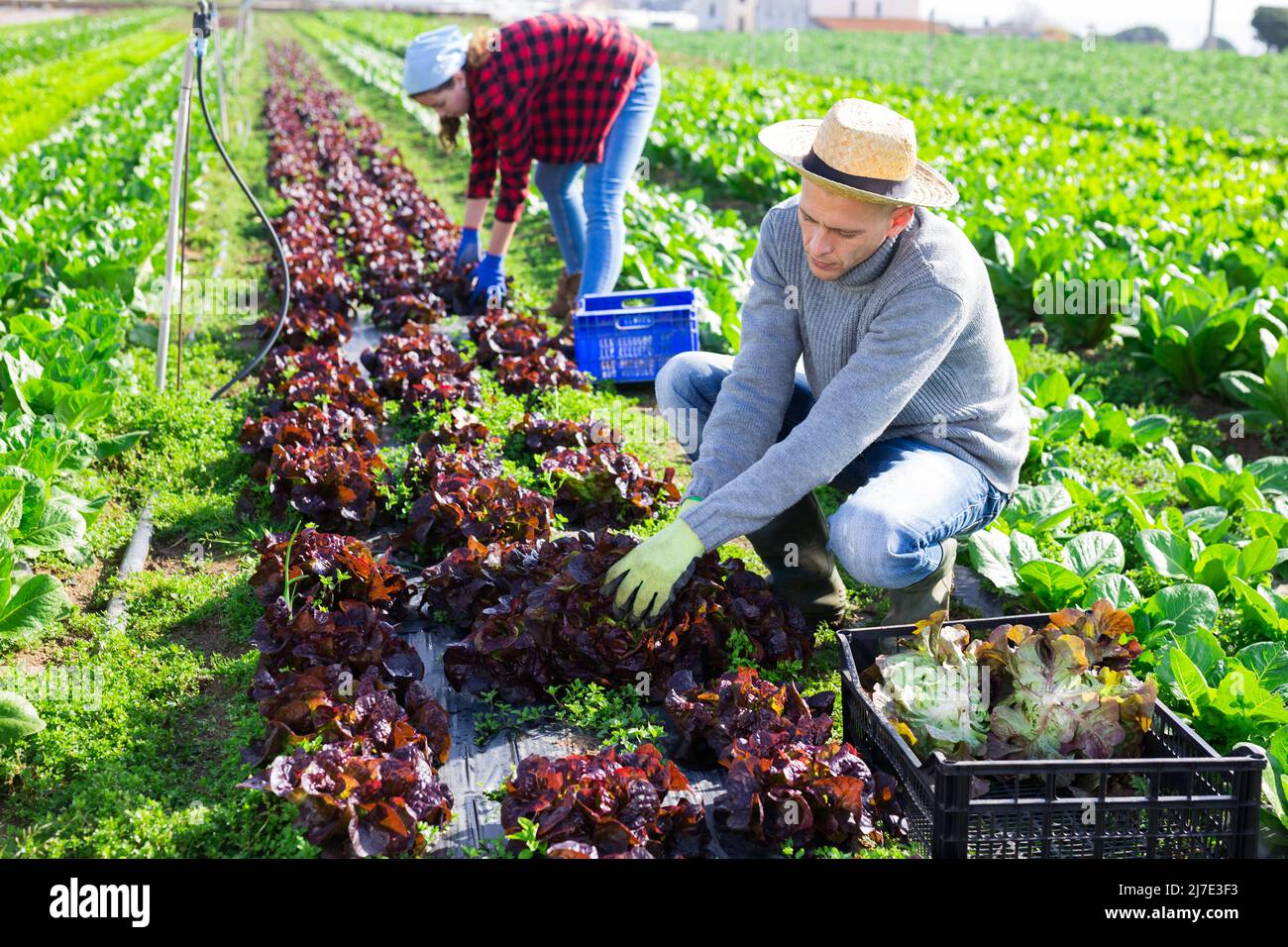 Farmer gathering crop of red lettuce on plantation Stock Photo - Alamy