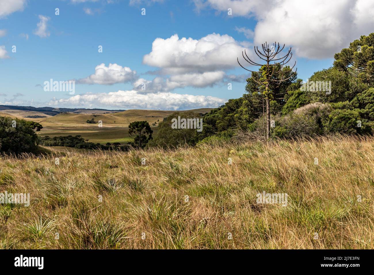 Araucaria trees and farm field, Cambara do Sul, Rio Grande do Sul ...
