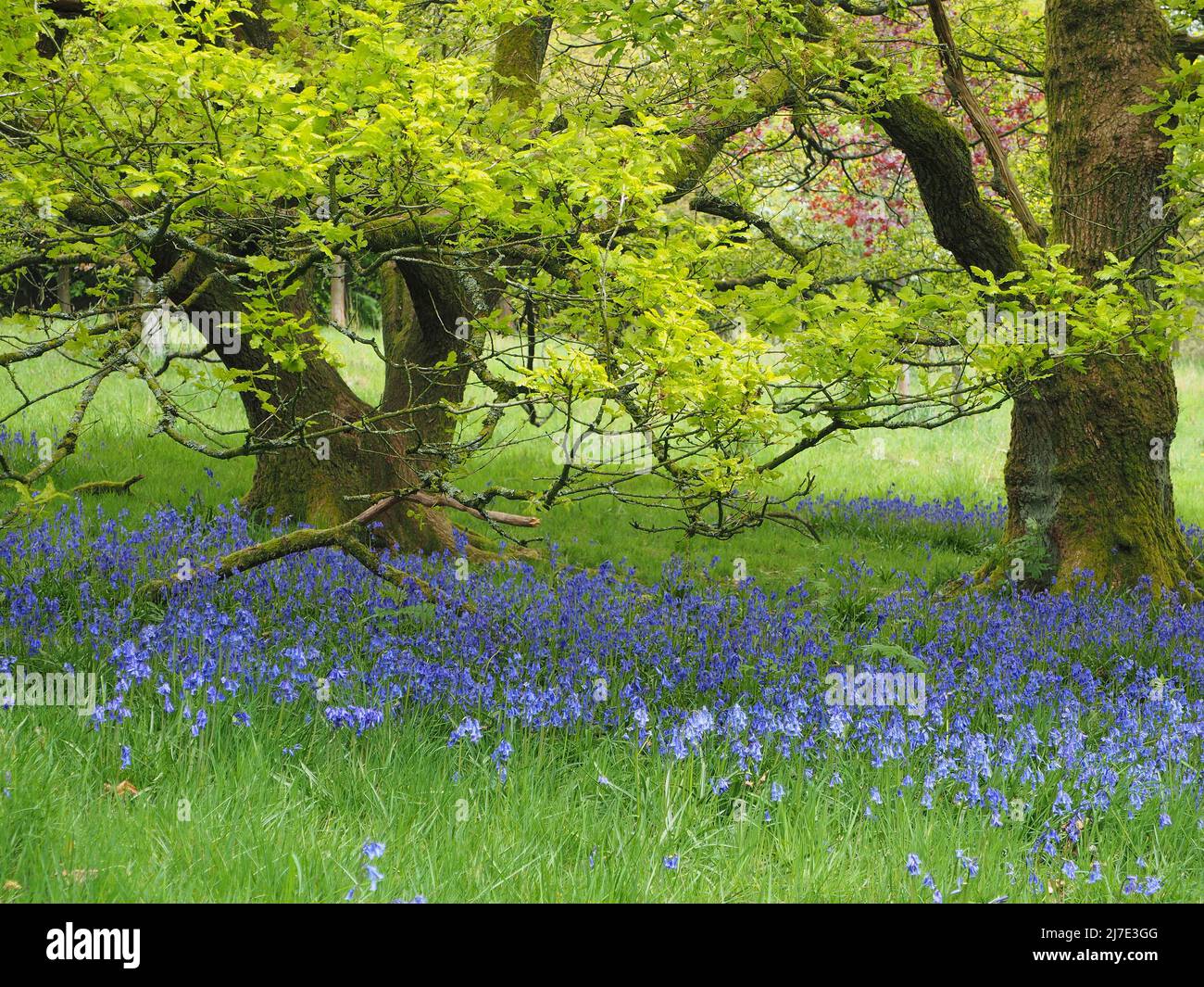 Native English bluebells ((Hyacinthoides non-scripta) growing in ...