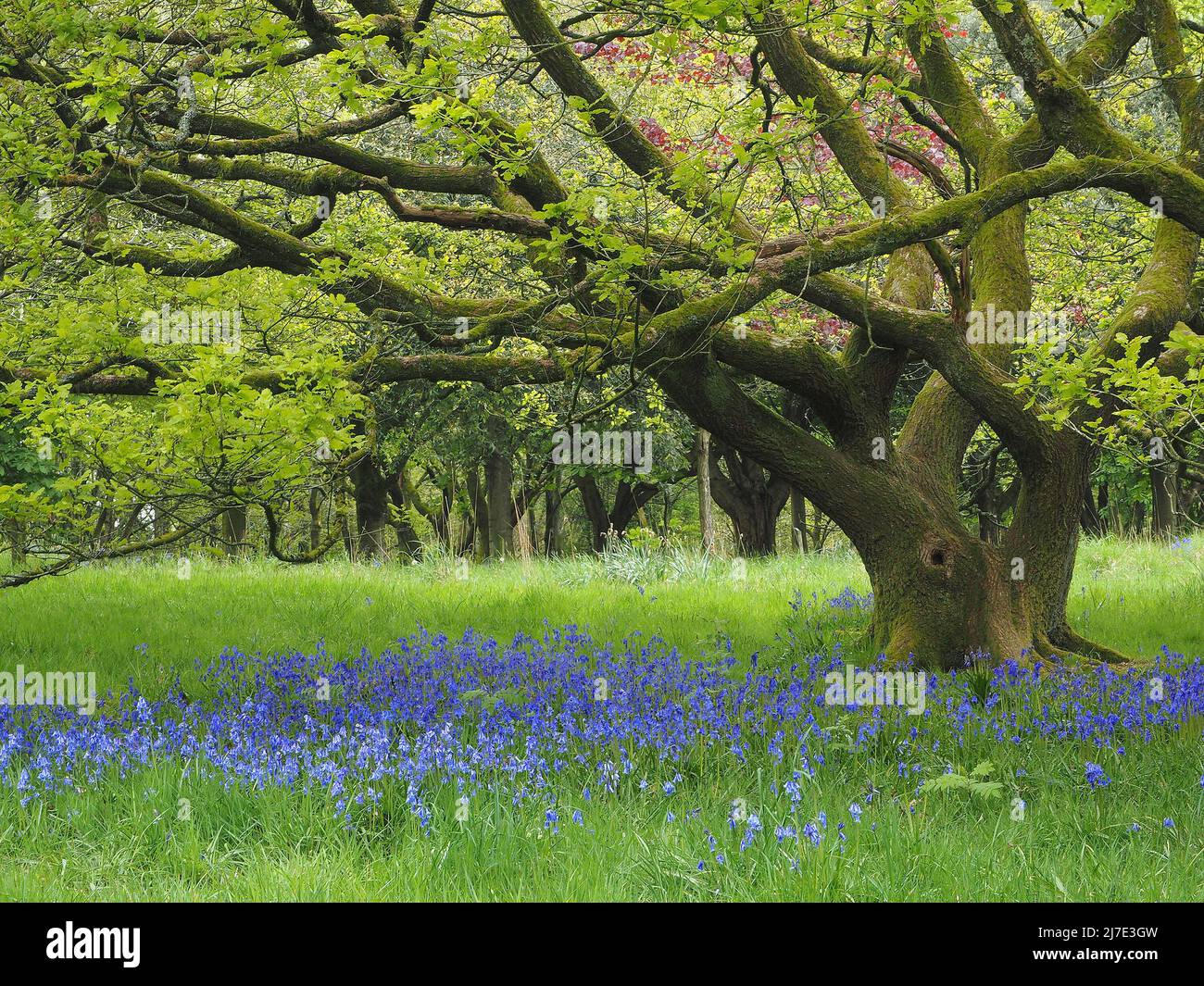 Native English bluebells ((Hyacinthoides non-scripta) growing in ...