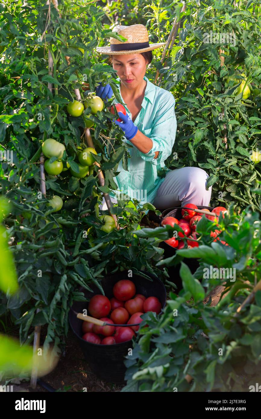 Asian female farm worker gathering crop of pink tomatoes Stock Photo ...