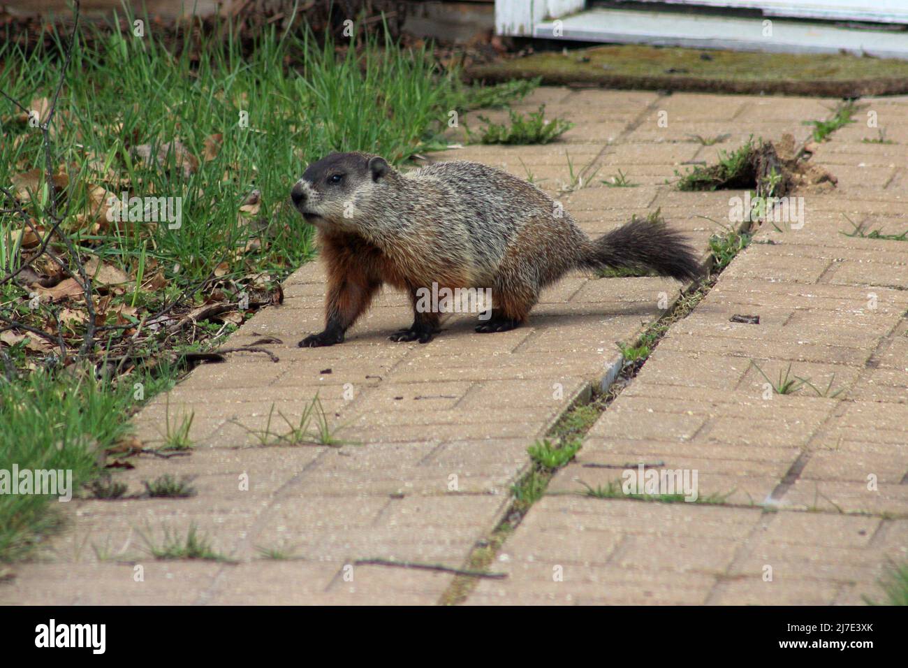A Groundhog Walking on the Sidewalk Stock Photo - Alamy