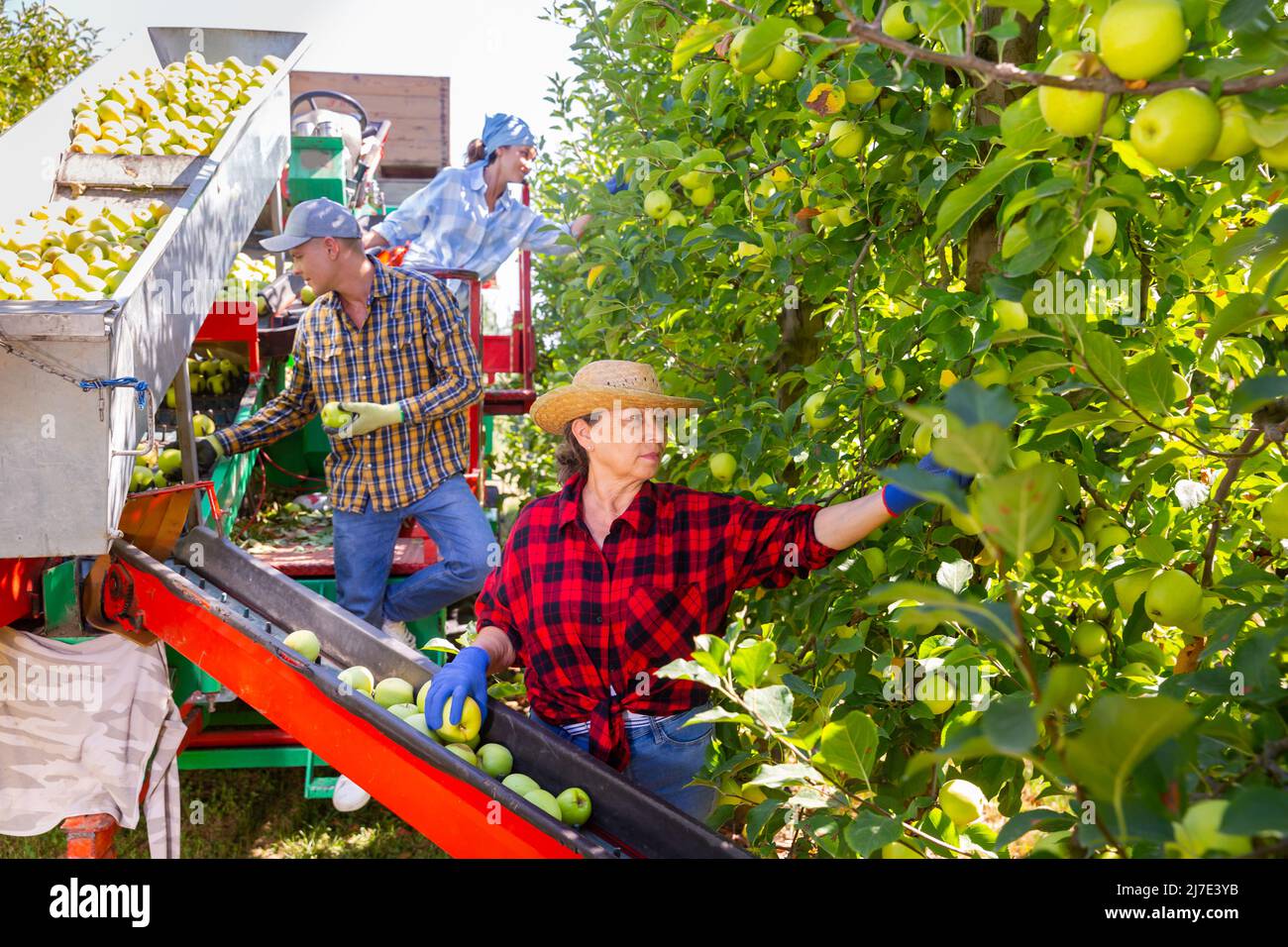 Three workers harvesting apples in plantation Stock Photo - Alamy