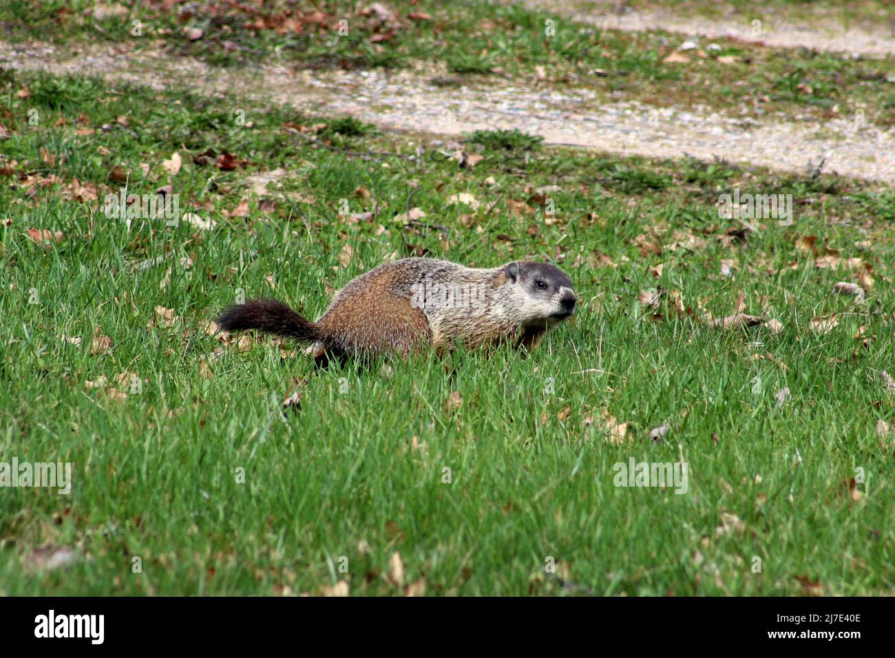 Gray groundhog hi-res stock photography and images - Alamy