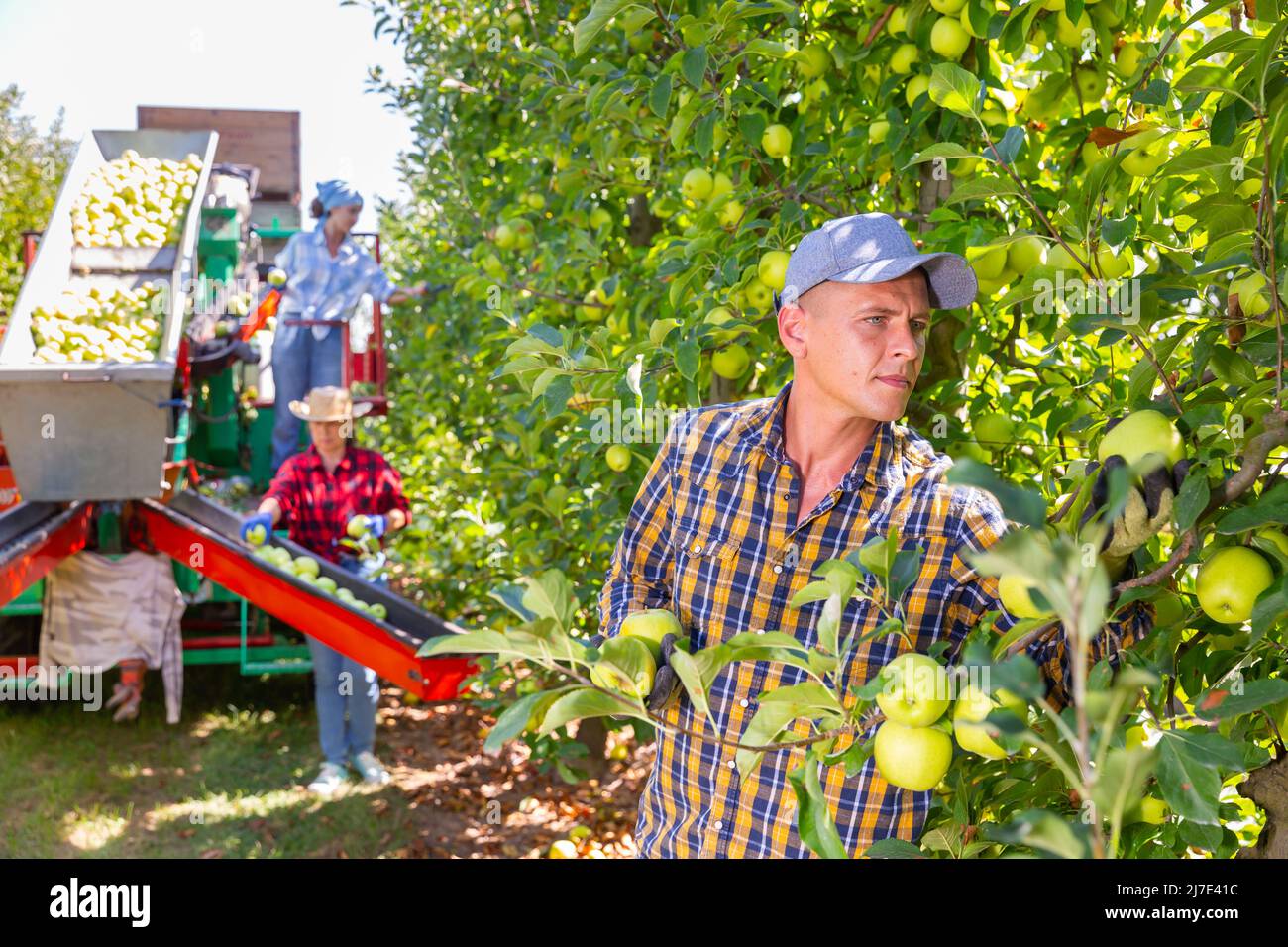 Male worker gathering harvest of golden apples Stock Photo - Alamy