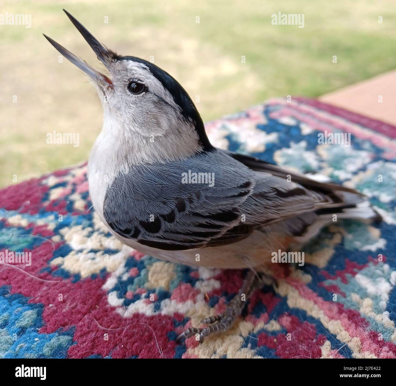 Bird hit window hi-res stock photography and images - Alamy