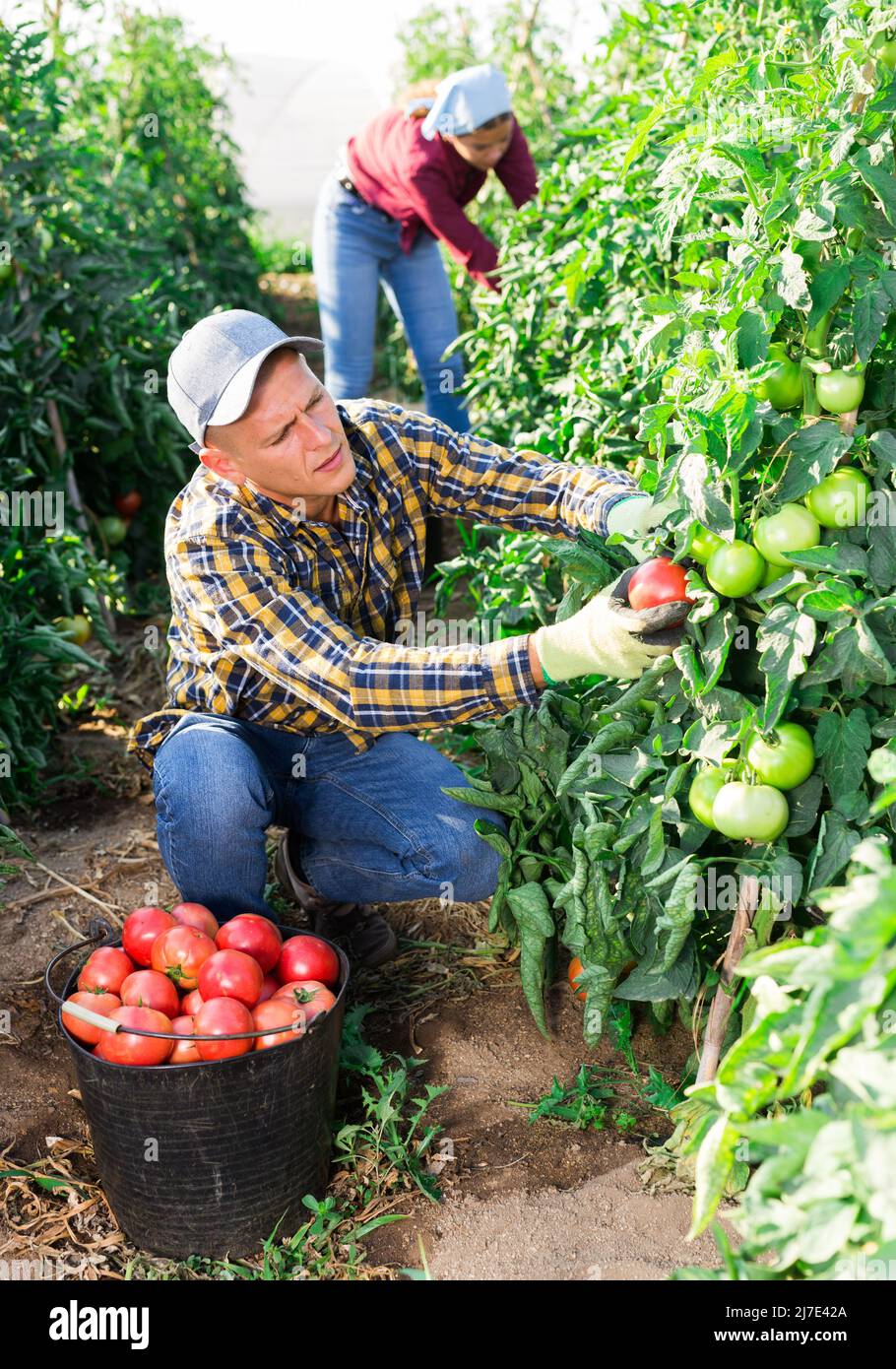 Eco focused farming hi-res stock photography and images - Alamy