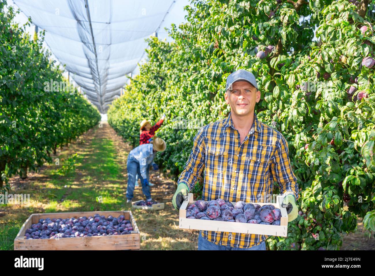 Man standing amongst plum trees with box full of plums Stock Photo - Alamy