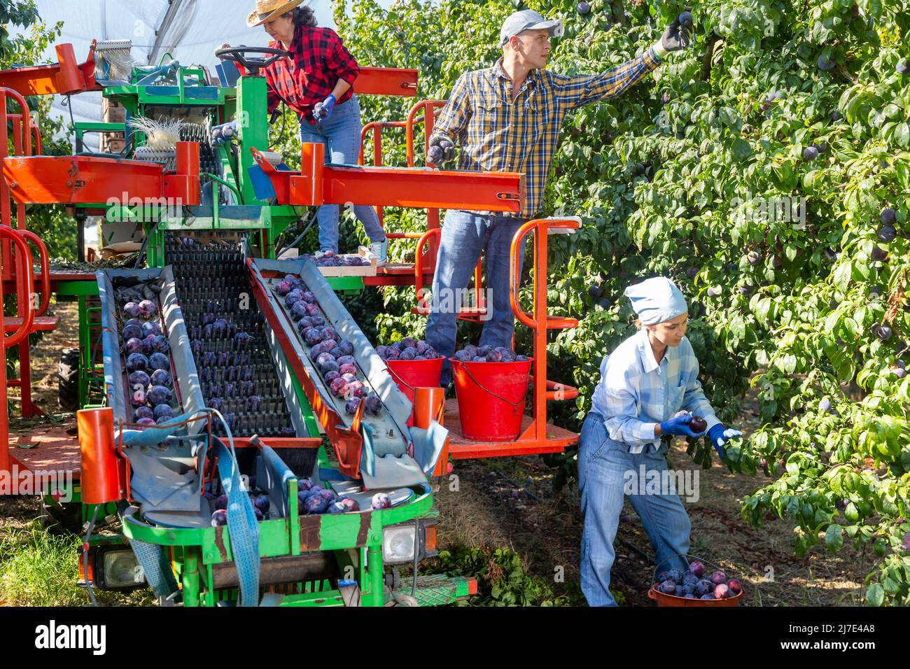 Team of farmers picking ripe plums on harvesting platform in garden ...