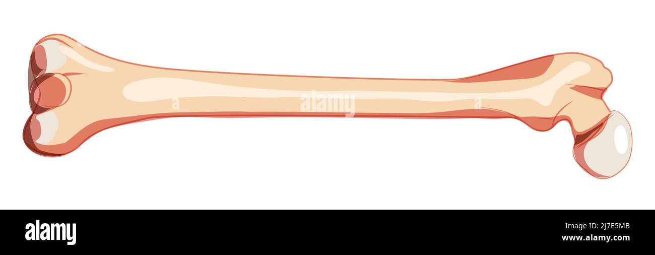 Femur thigh bone Skeleton Human back Posterior dorsal view ...