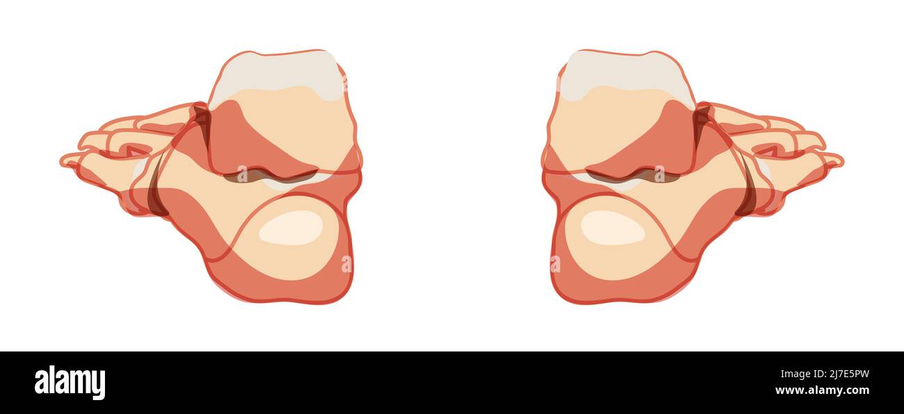 Foot and ankle Bones Human Skeleton back Posterior dorsal view. Set of ...