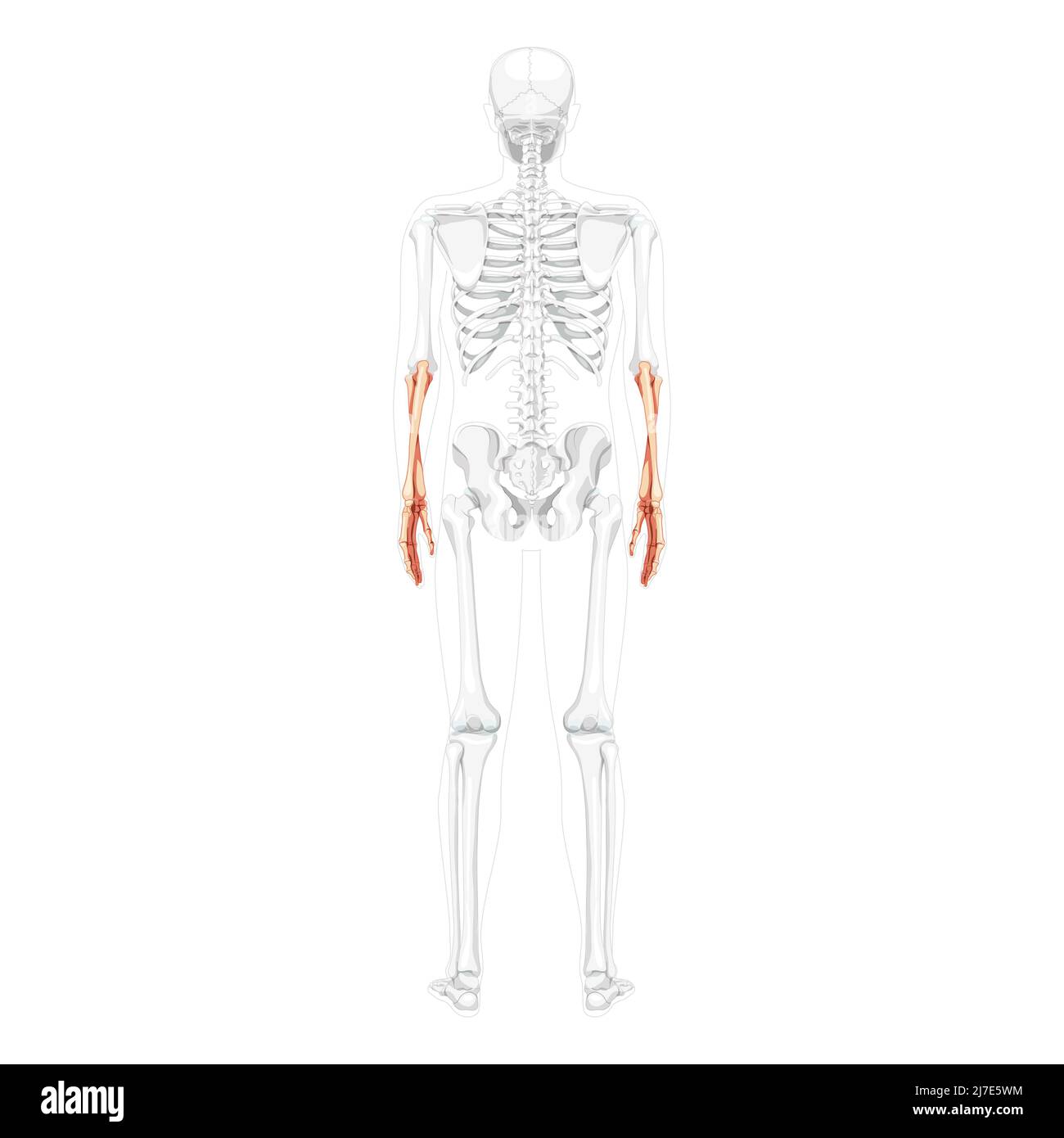 Skeleton Forearms Human ulna, radius, hand back view with partly ...