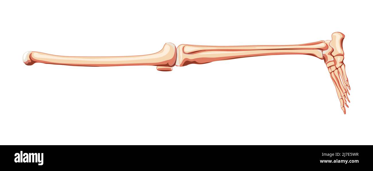 Thighs and legs lower limb Skeleton Human side view. Set of ...