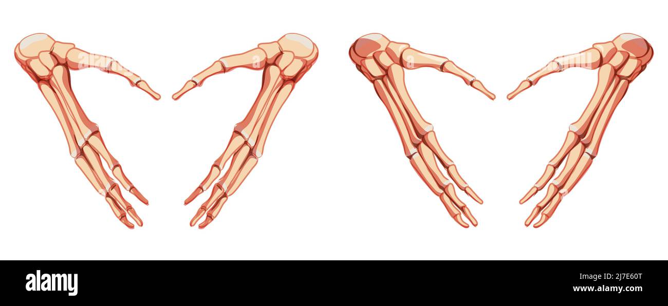 Hands Skeleton Human front view. Set of carpals, wrist, metacarpals ...
