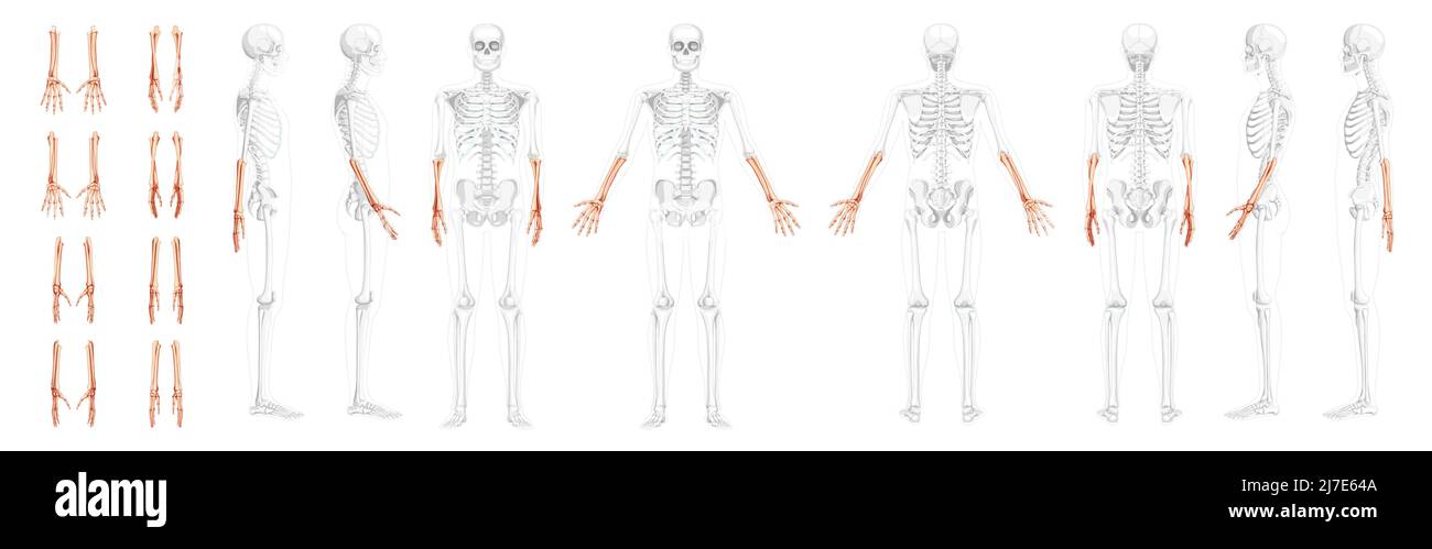 Set of Skeletons Forearms Human ulna, radius, hand front back side view ... Set of Skeletons Forearms Human ulna, radius, hand front back side view ...