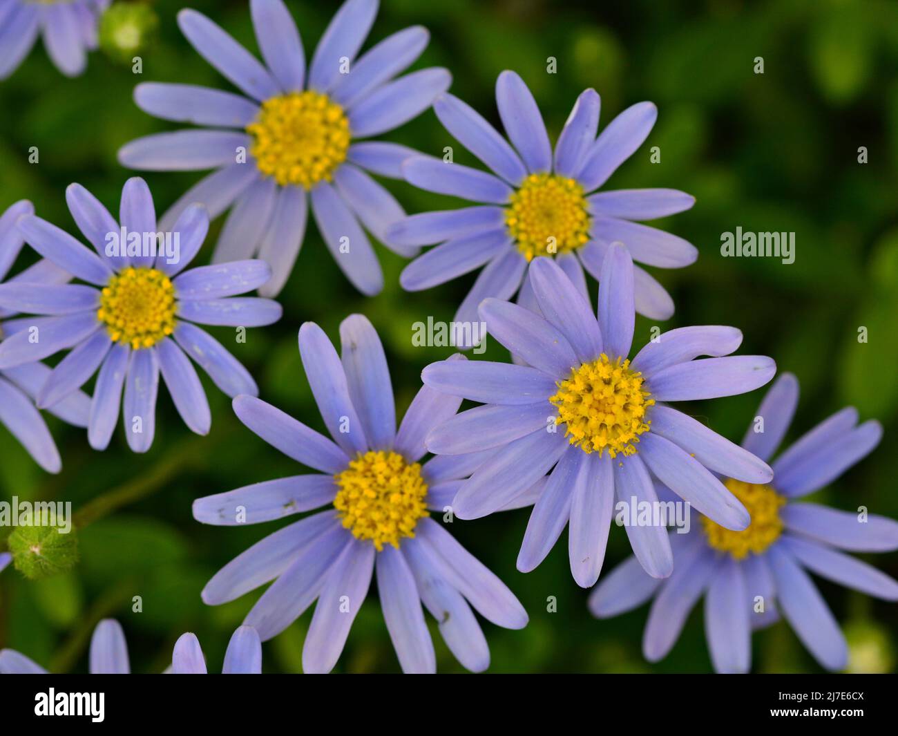 Margaritas azules, Felicia amelloides, en primavera Stock Photo - Alamy