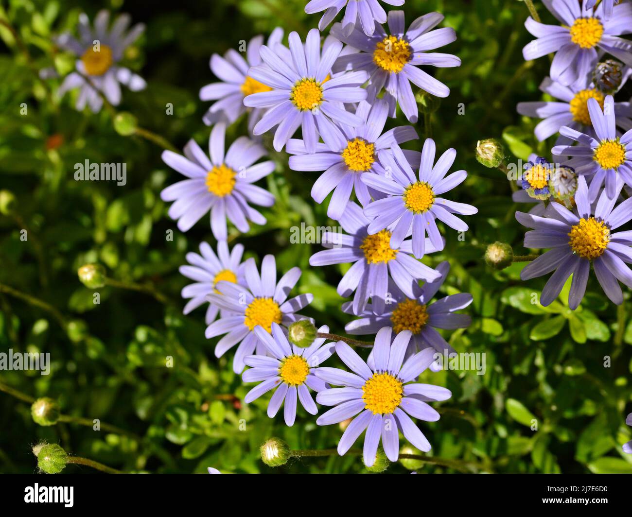 Flores de margarita de colores hi-res stock photography and images - Alamy