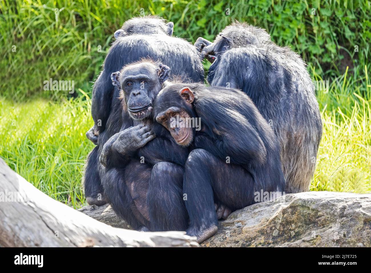 Chimpanzee family in an Australian Zoo (Pan troglodytes Stock Photo - Alamy
