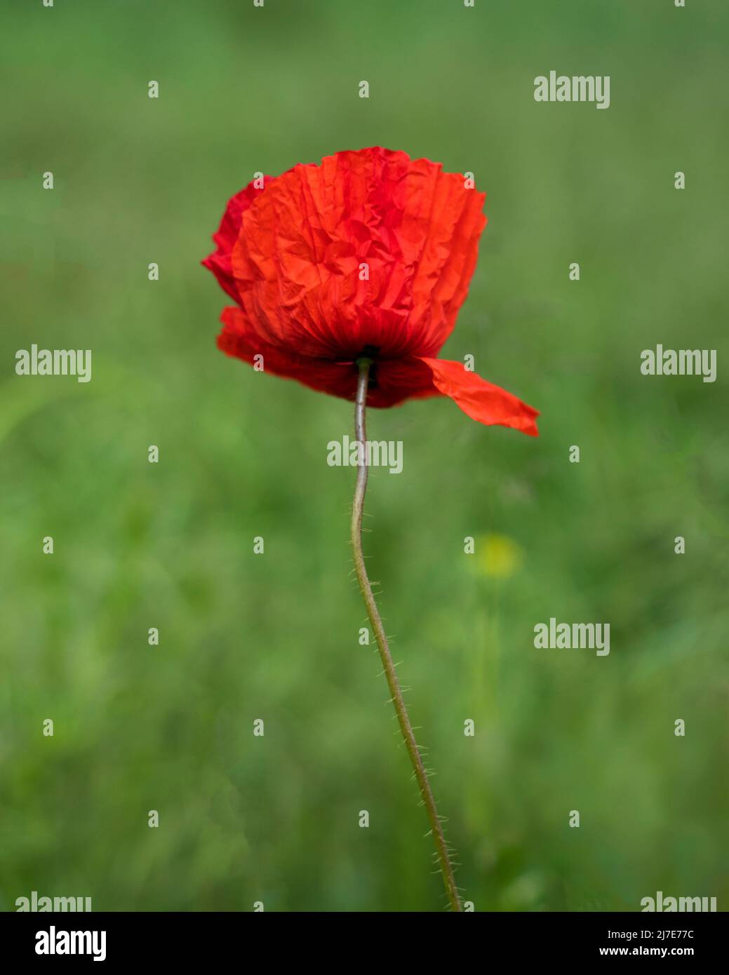 A poppy is a flowering plant in the subfamily Papaveroideae of the ...