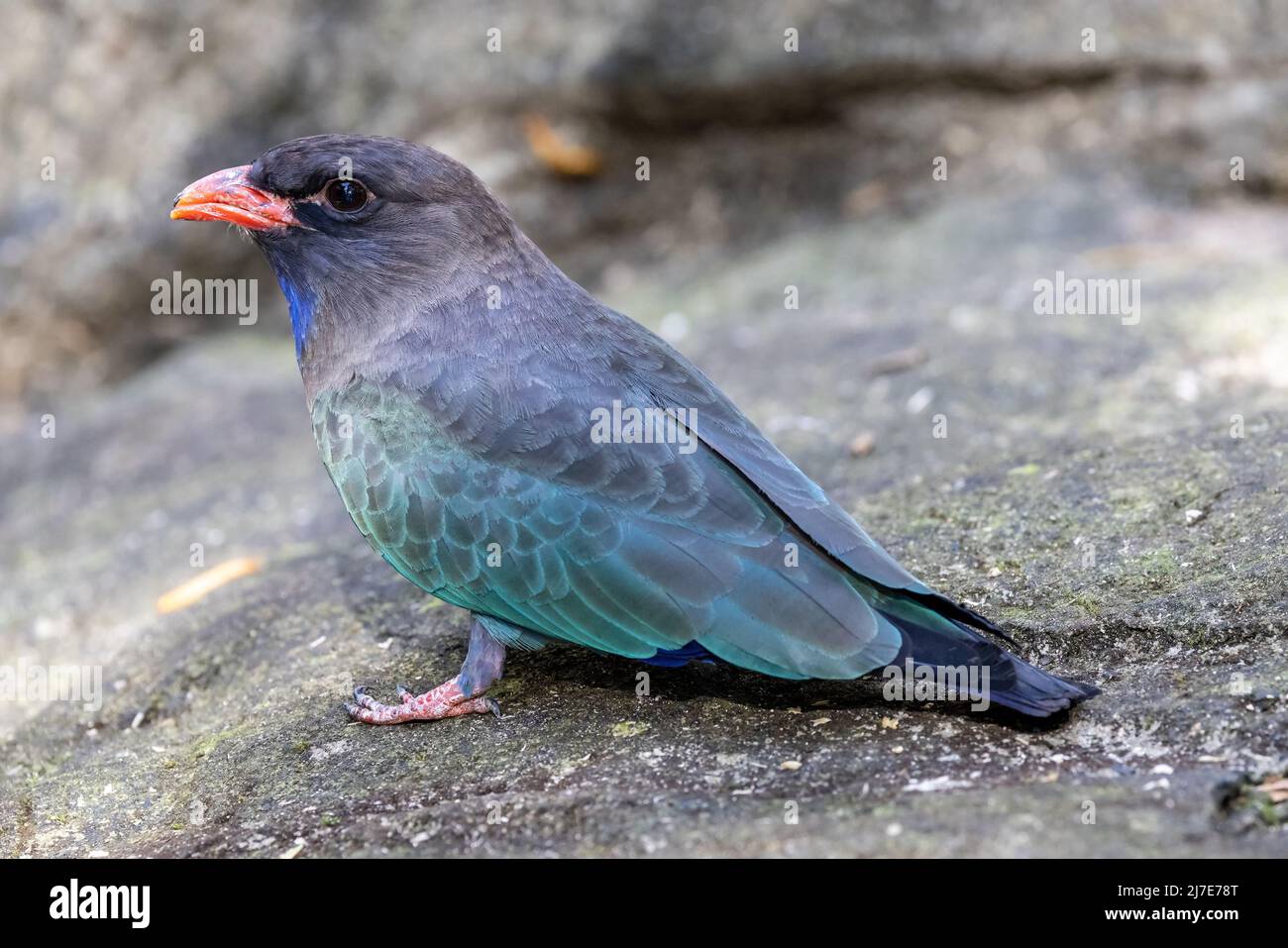 Australian Dollar Bird (Eurystomus orientalis Stock Photo - Alamy