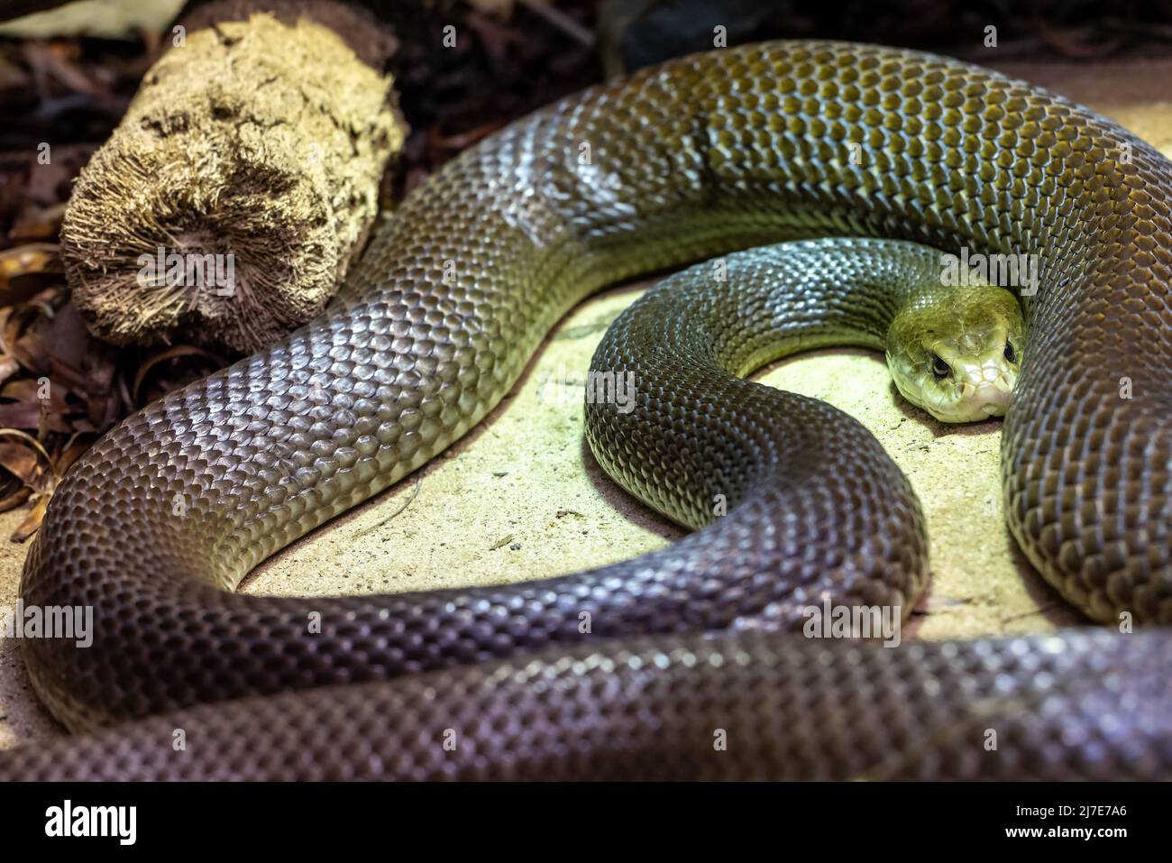 Inland Taipan Wallpaper