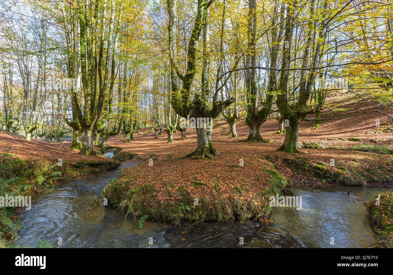 Beech forest in Otzarreta. Vizcaya, Spain Stock Photo - Alamy
