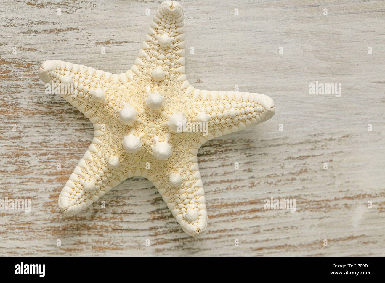 Marine summer Wallpaper. beige starfish on white shabby chic background ...