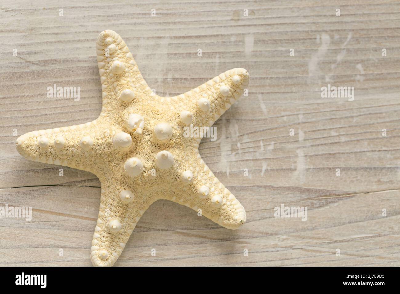 Marine summer Wallpaper. beige starfish on white shabby chic background ...