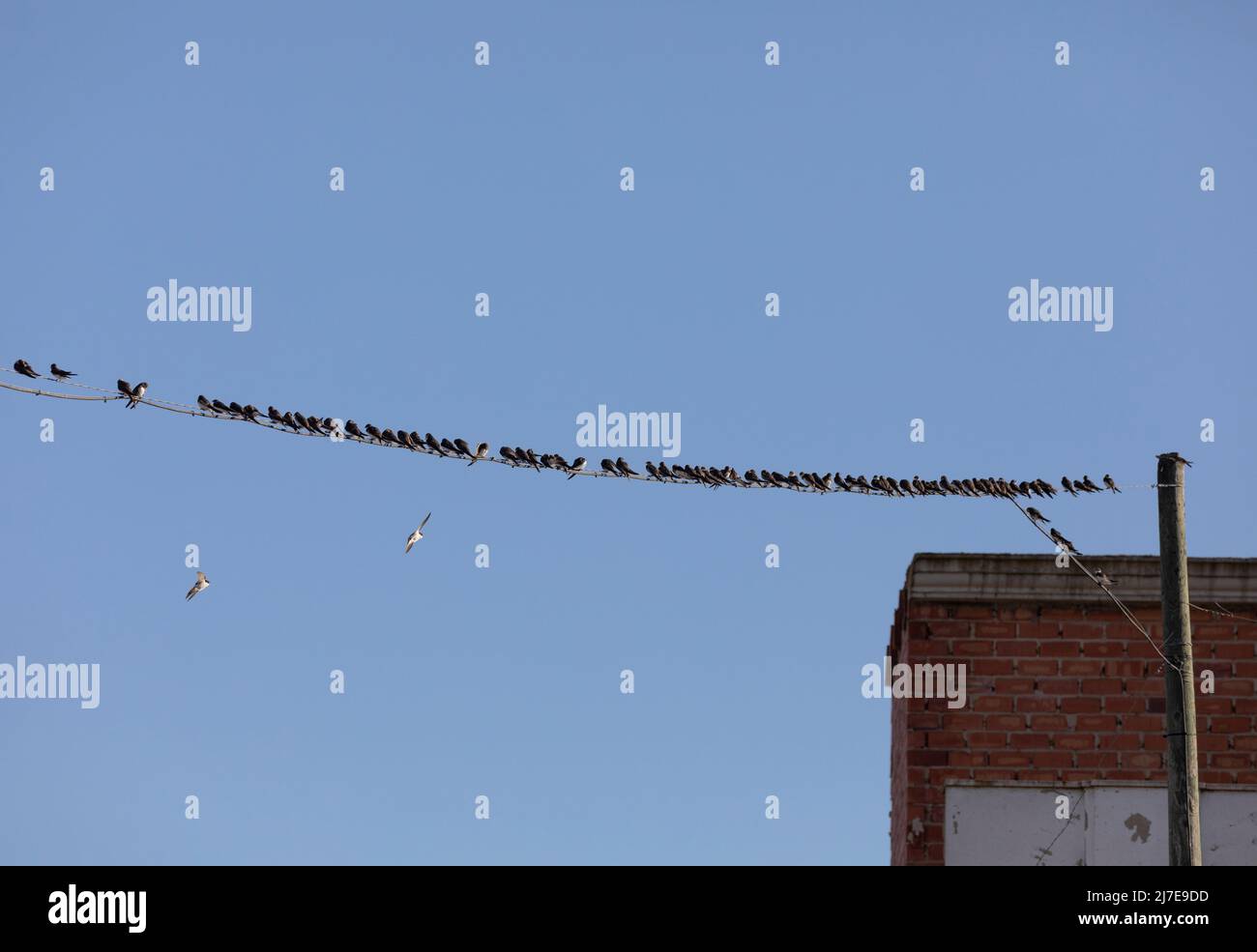 A flock of Sand Martins, Riparia riparia, on a wire in front of a clear ...
