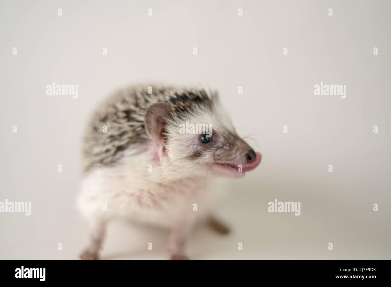 African pygmy hedgehog on a beige background.Domestic white-bellied ...