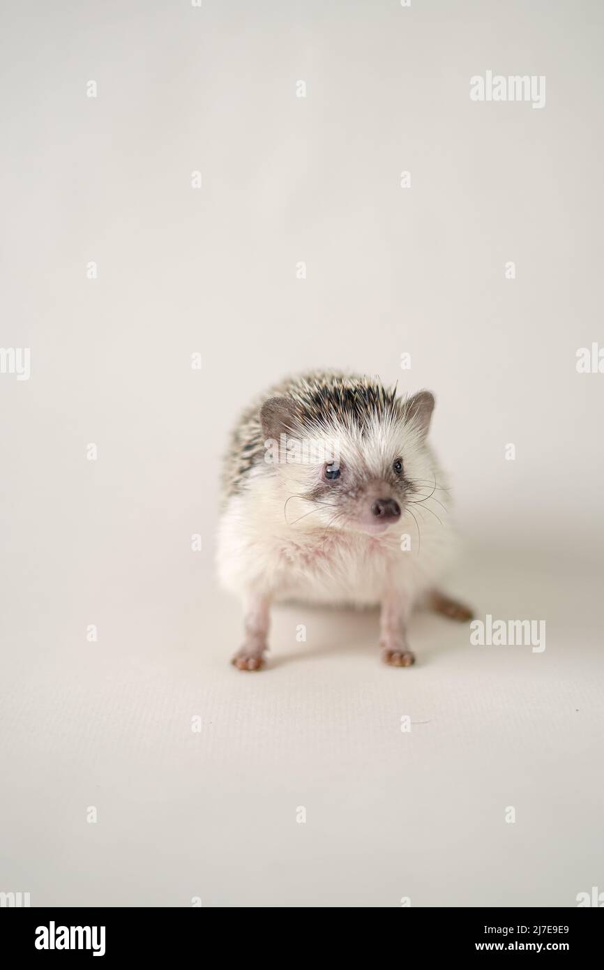 African pygmy hedgehog on a beige background.Domestic white-bellied ...