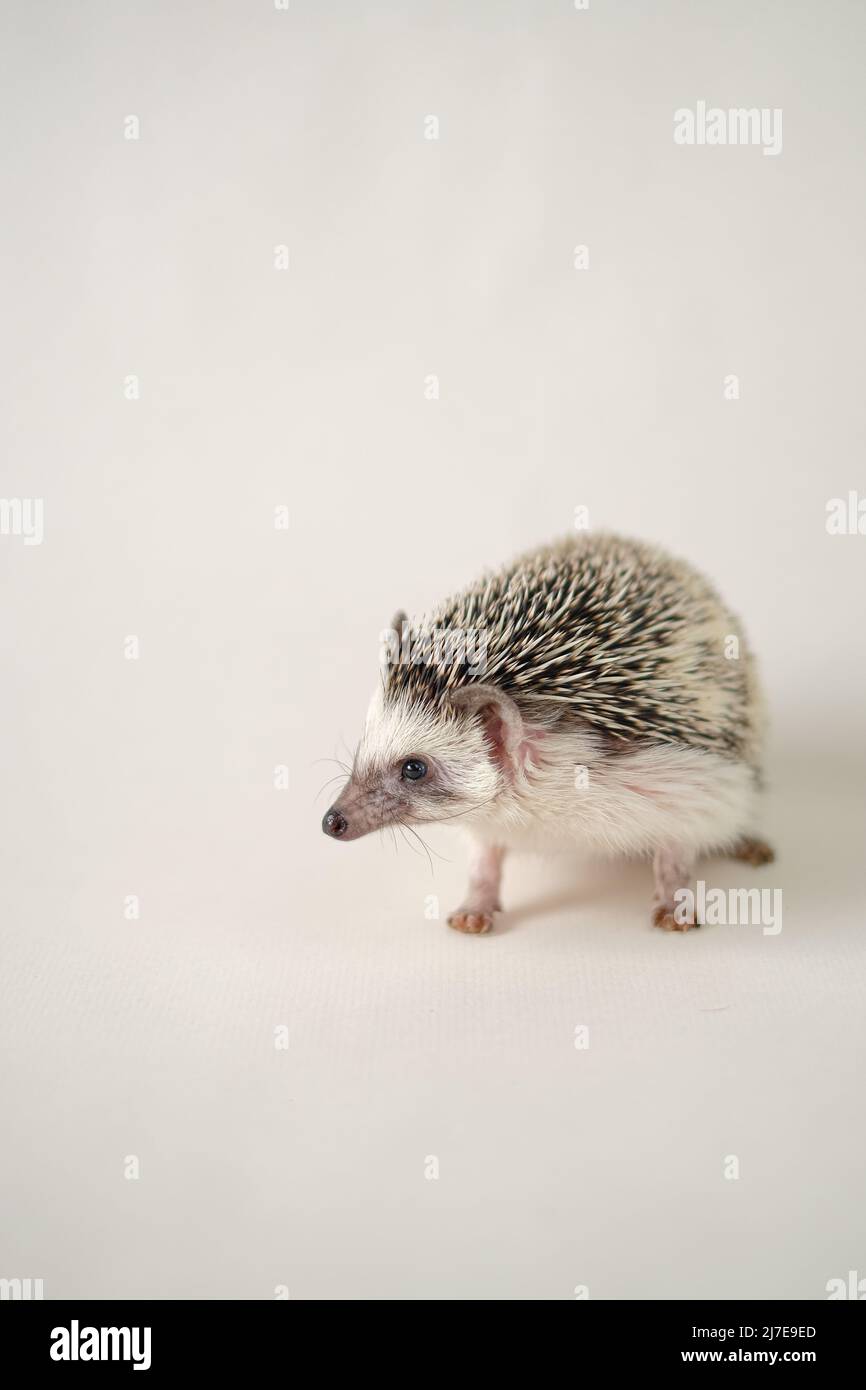 hedgehog on a beige background.Domestic hedgehog.prickly pet. Gray ...