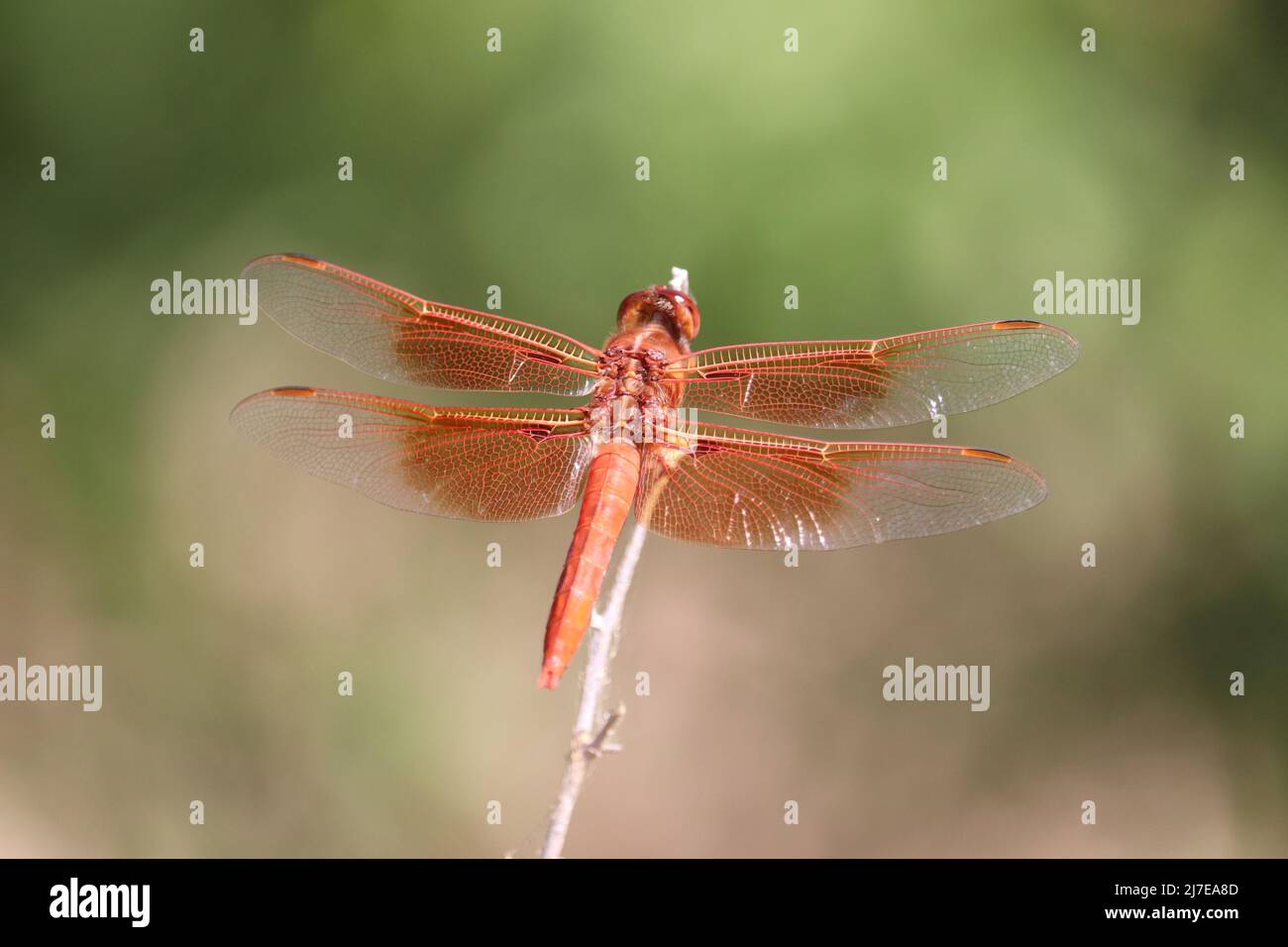 Flame skimmer arizona hi-res stock photography and images - Alamy