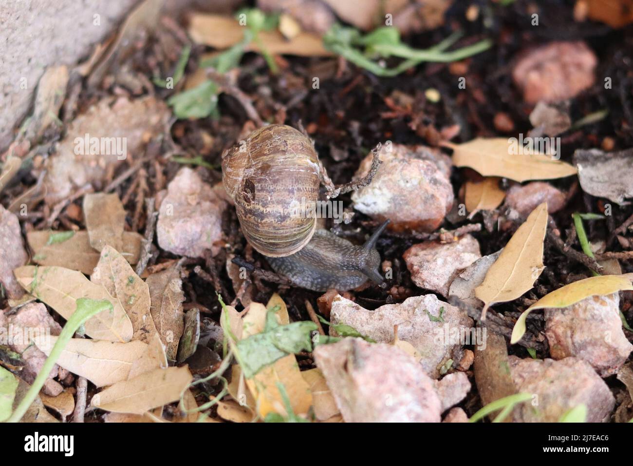 Brown garden snail or Helix aspersum among some rocks in a front yard ...