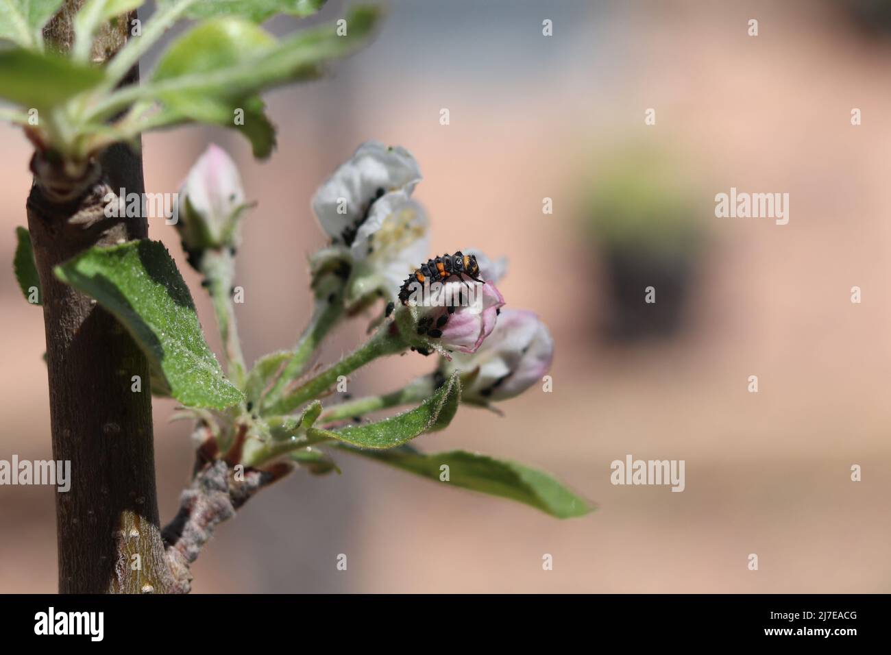 Ladybug aphids hi-res stock photography and images - Alamy