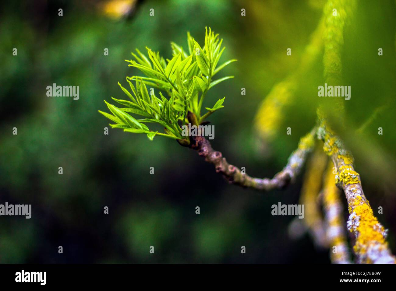 Makro life hi-res stock photography and images - Alamy