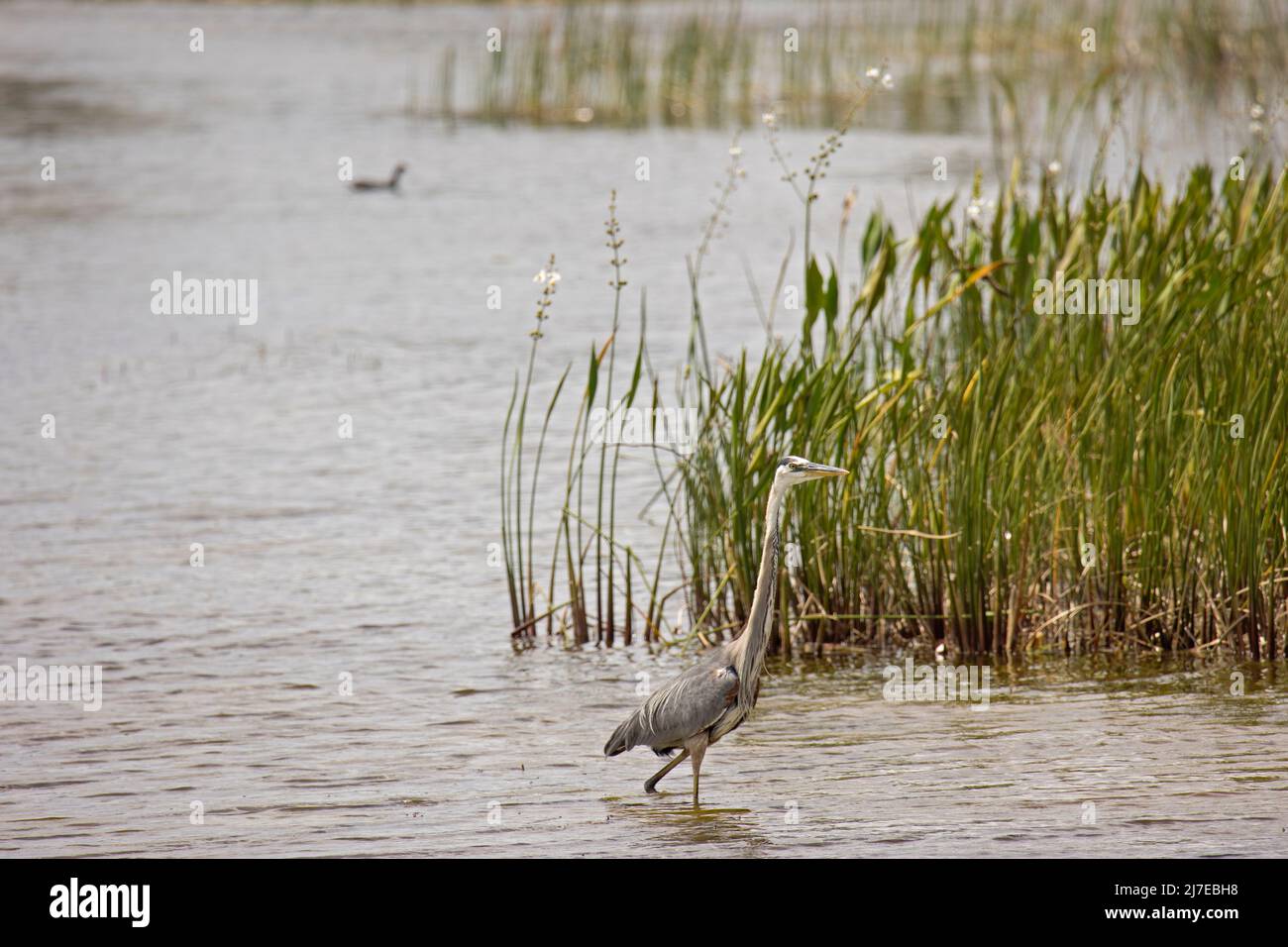 Giant Blue Heron walking among the tall grass Stock Photo - Alamy