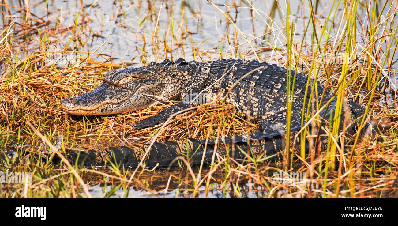 Alligator eyes river hi-res stock photography and images - Alamy
