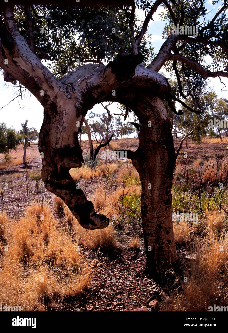 Burnt Eucalyptus Gum Tree, Pilbara, Western Australia Stock Photo - Alamy