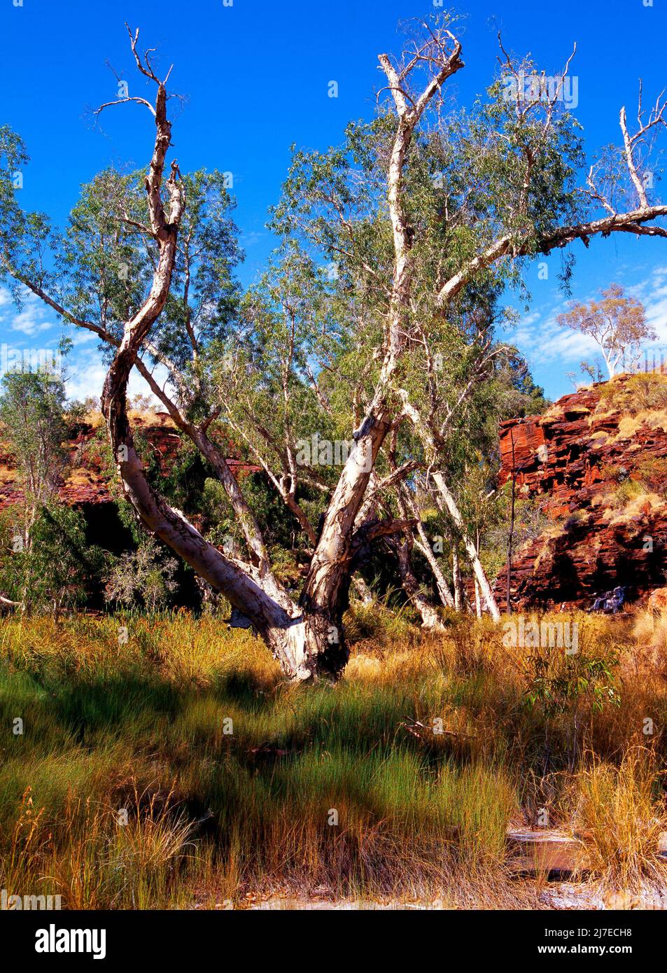 Eucalyptus Gum Trees, Pilbara, Western Australia Stock Photo - Alamy