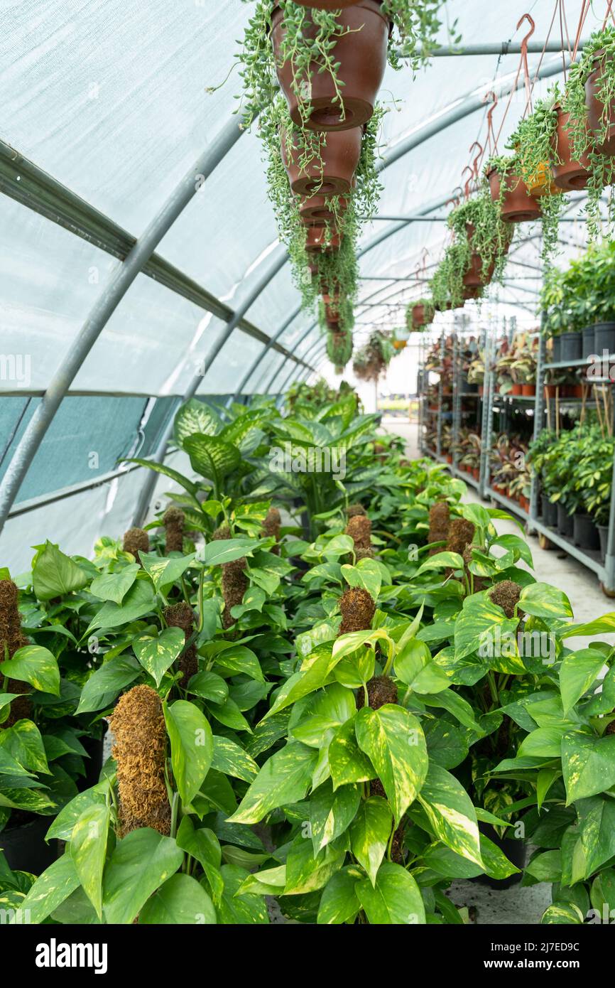 Epipremnum in plant nursery or flower shop to grow in a flower pot ...