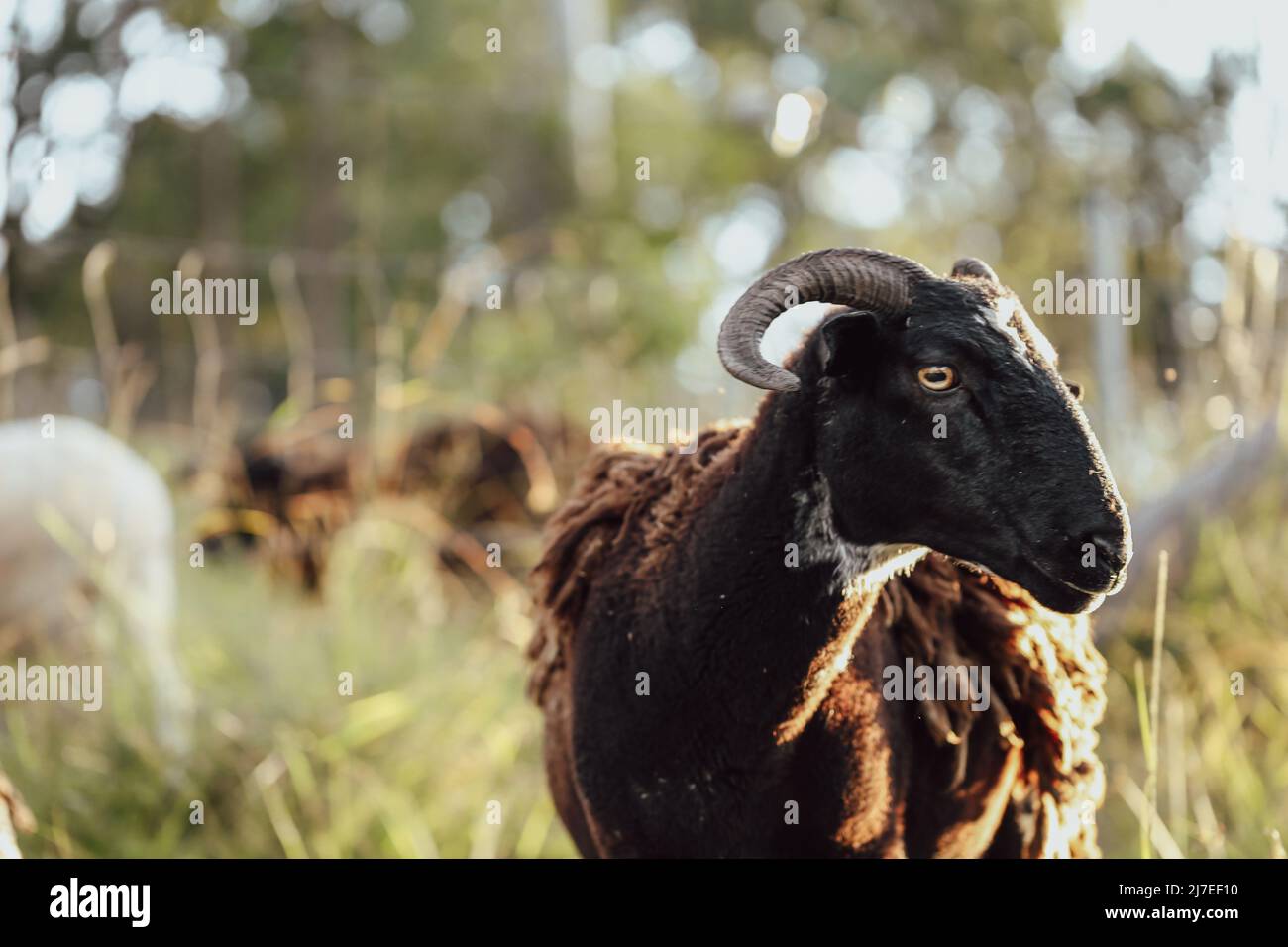 Dorper africa hi-res stock photography and images - Alamy