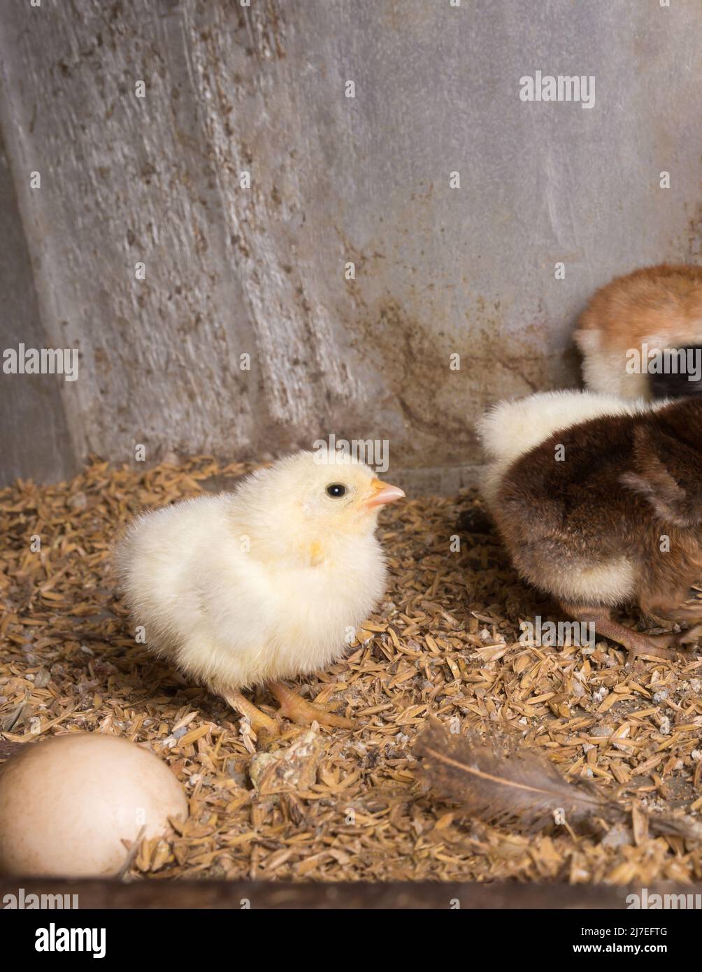 cute small yellow baby chick with egg shell inside a chicken coop, copy ...