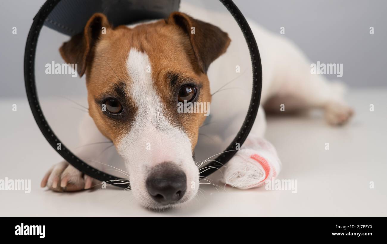 Dog scratch cone hi-res stock photography and images - Alamy